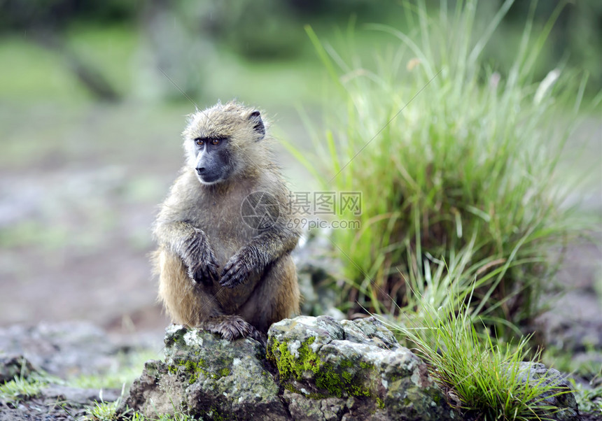Mara公园雨后高清图片下载-正版图片507556081-摄图网