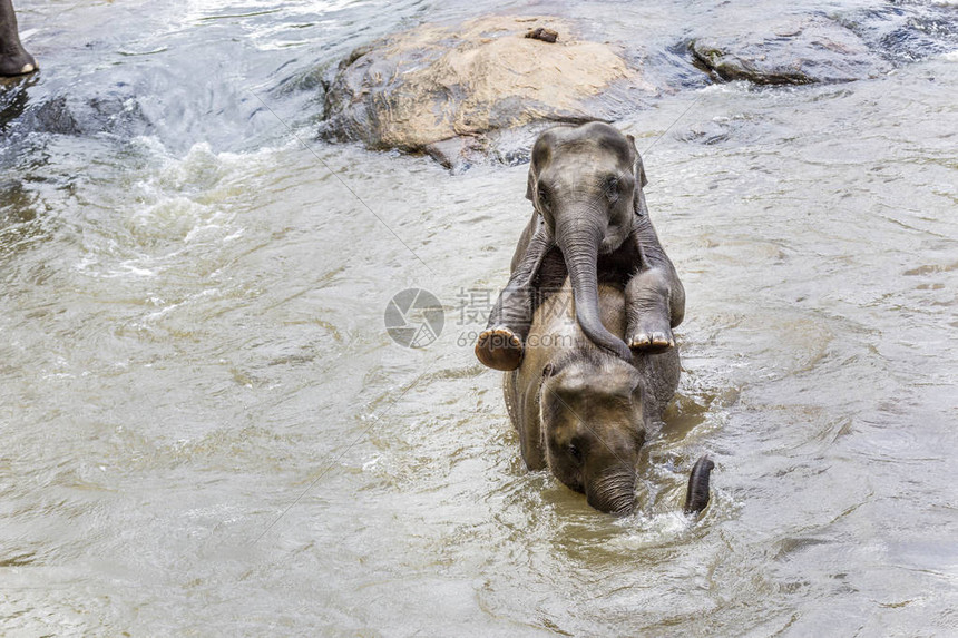 MahaOya河大象在Pinnawal高清图片下载-正版图片507574349-摄图网