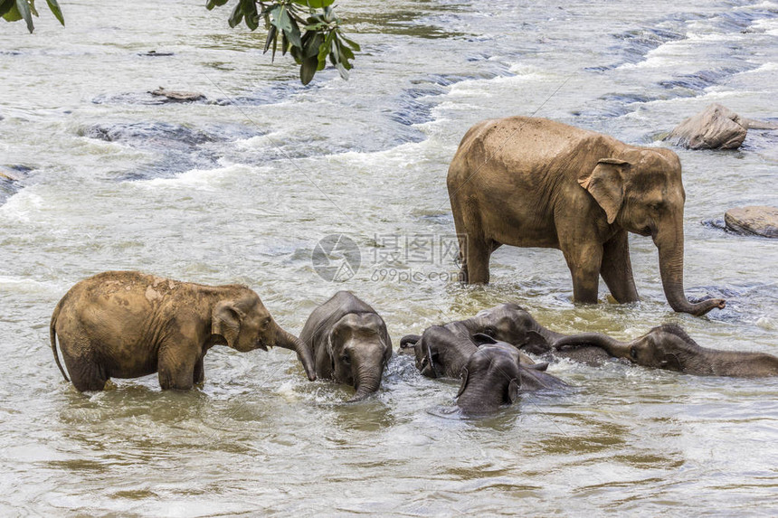 MahaOya河大象在Pinnawal高清图片下载-正版图片507574351-摄图网