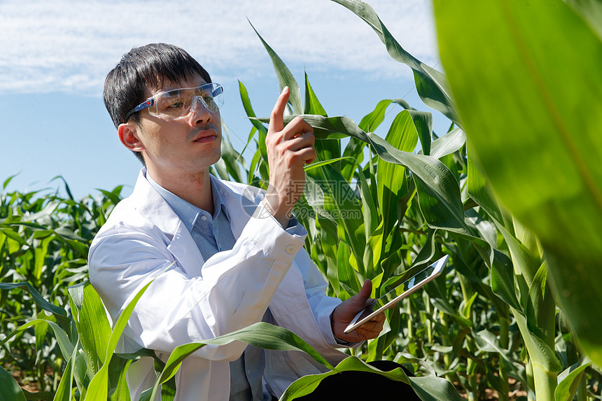 科研人员在玉米地里研究高清图片下载-正版图片507687964-摄图网