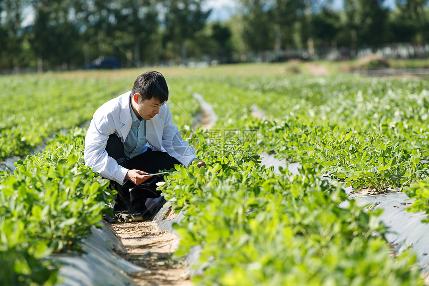 科研人员在菜地里研究高清图片下载-正版图片507688685-摄图网