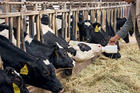 黑牛在吃草高清图片下载-正版图片600228183-摄图网
