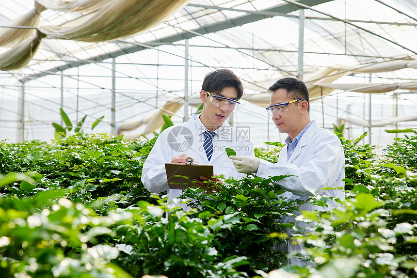 观察植物叶片情况的研究人员高清图片下载-正版图片507716667-摄图网