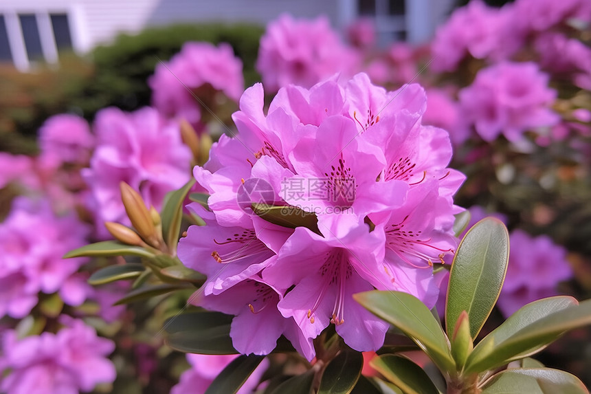 美丽的杜鹃花高清图片下载-正版图片600137941-摄图网