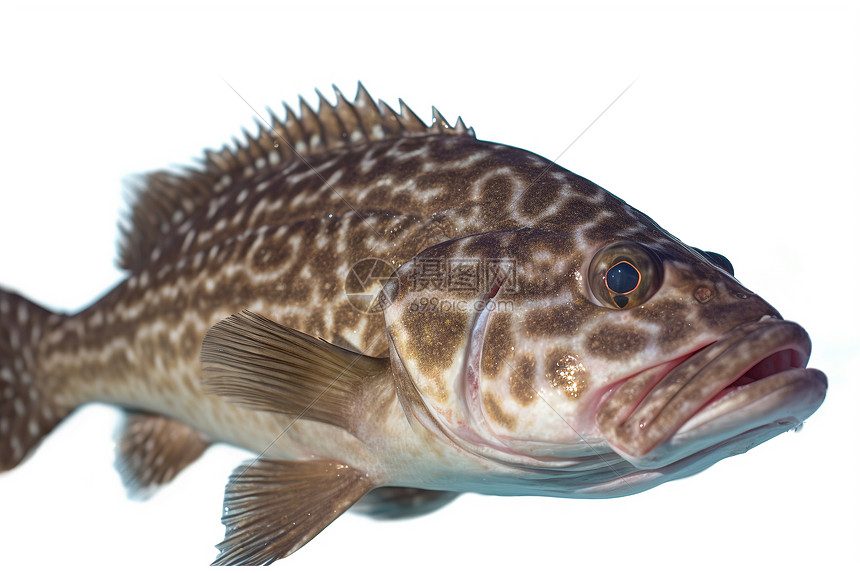 新鲜石斑鱼高清图片下载-正版图片600154415-摄图网