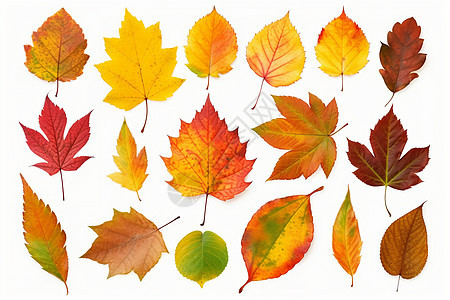 秋天的落叶高清图片下载-正版图片600553974-摄图网