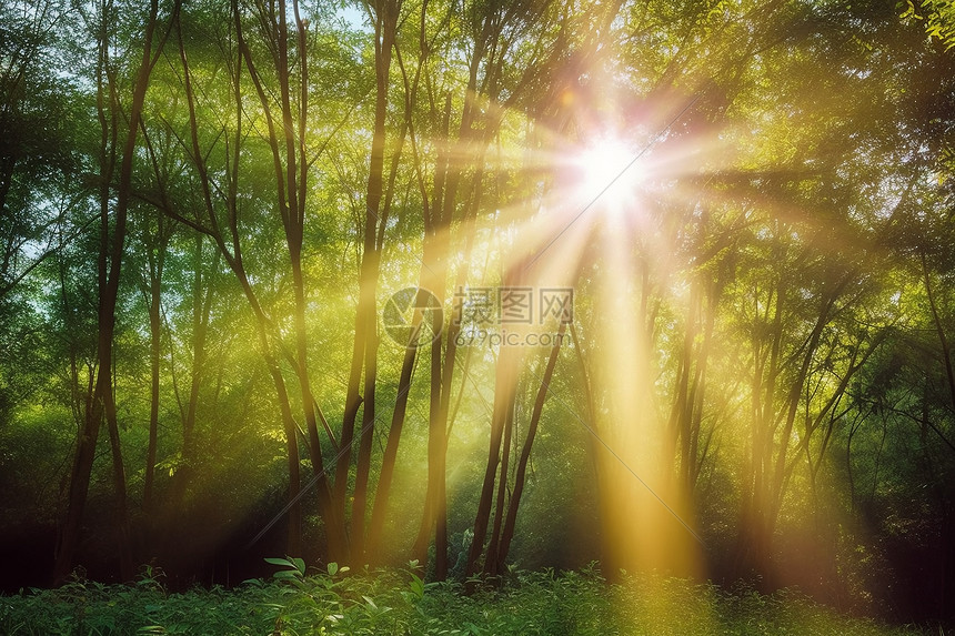森林中的太阳光高清图片下载-正版图片600162831-摄图网