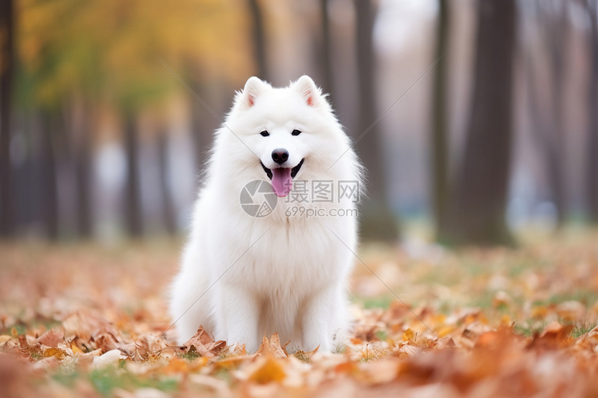 秋天的公园中的萨摩耶高清图片下载-正版图片600163916-摄图网