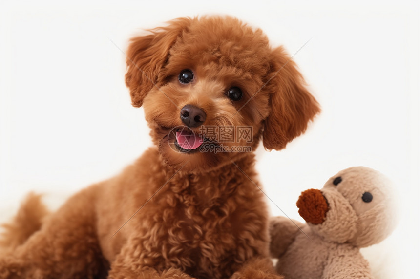 可爱的宠物狗高清图片下载-正版图片600173075-摄图网