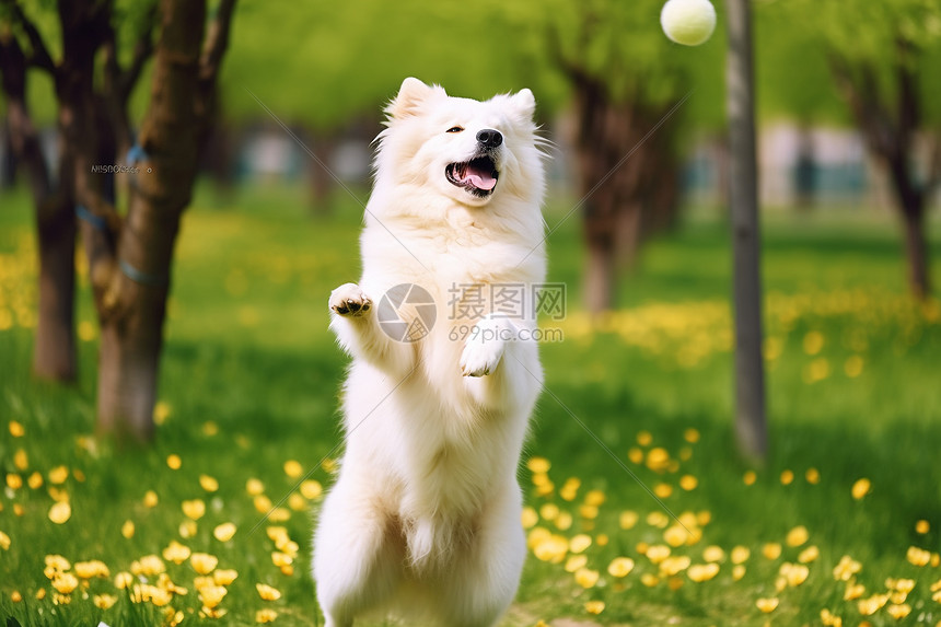 萨摩耶在草地上玩耍高清图片下载-正版图片600184858-摄图网