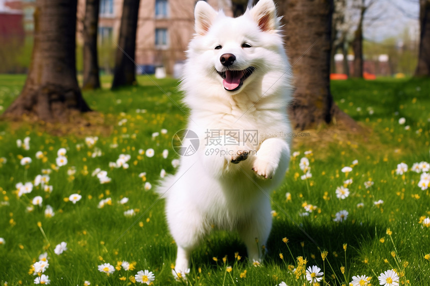 宠物狗萨摩耶高清图片下载-正版图片600184860-摄图网