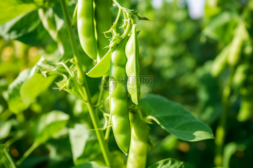 成熟的豌豆高清图片下载-正版图片600187041-摄图网