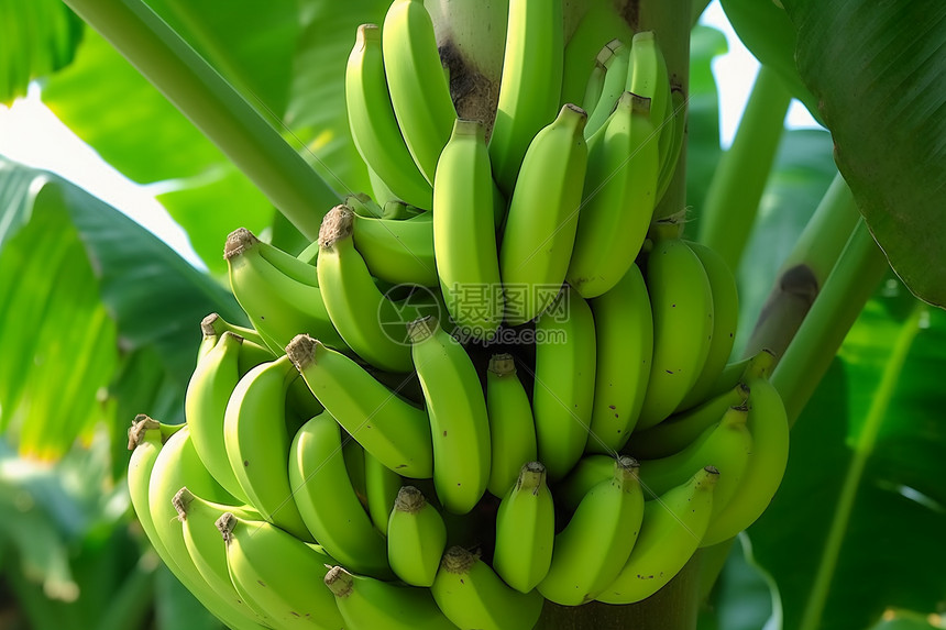 香蕉果园高清图片下载-正版图片600189579-摄图网