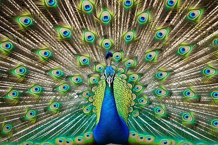 美丽的孔雀开屏高清图片下载-正版图片600195940-摄图网