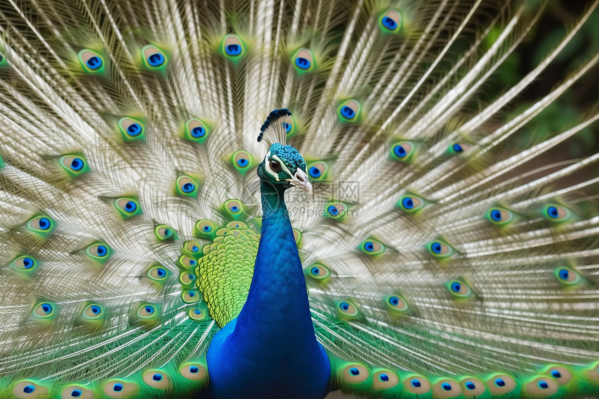 美丽的孔雀开屏高清图片下载-正版图片600195940-摄图网