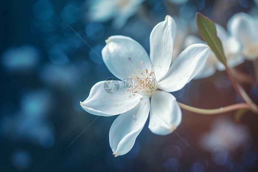 盛开的茉莉花高清图片下载-正版图片600205379-摄图网