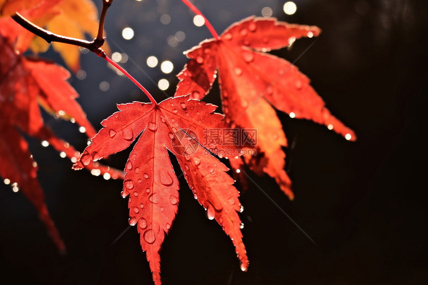 大自然美丽的枫叶高清图片下载-正版图片600205858-摄图网