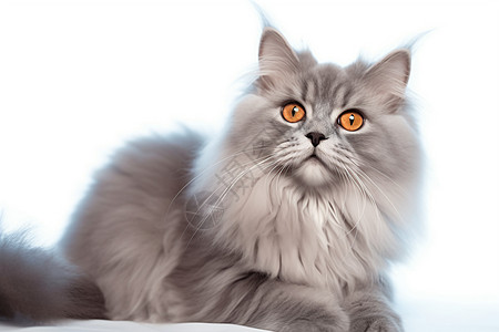 动物毛发图片_动物毛发素材_动物毛发高清图片_摄图网图片下载