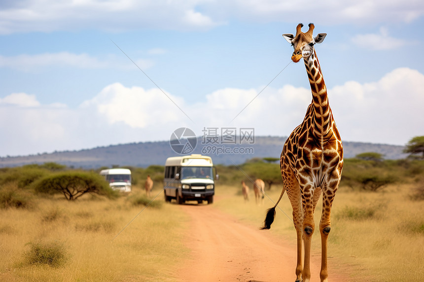 热带草原上的观光车高清图片下载-正版图片600210230-摄图网