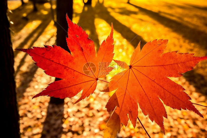 美丽的枫叶高清图片下载-正版图片600214404-摄图网