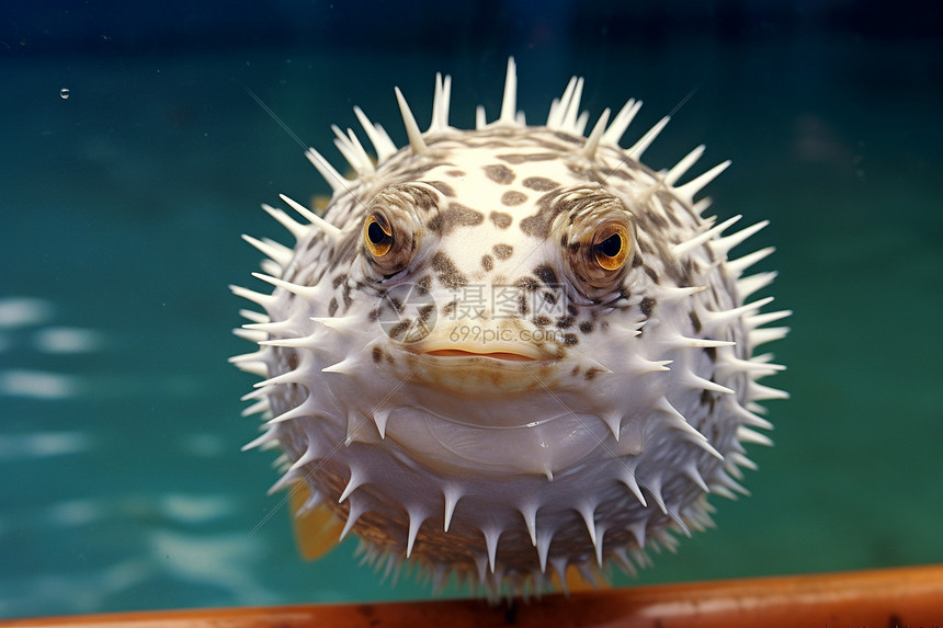 水中的河豚高清图片下载-正版图片600219176-摄图网
