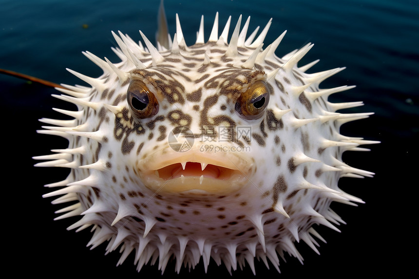 野生河豚高清图片下载-正版图片600219178-摄图网
