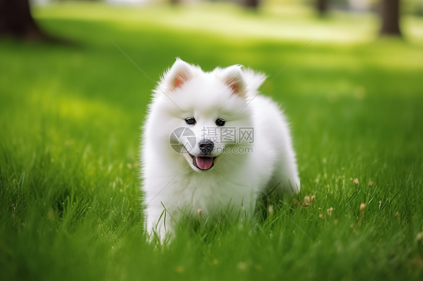 可爱的萨摩耶高清图片下载-正版图片600219257-摄图网