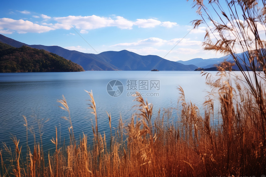 湖边的芦苇荡高清图片下载-正版图片600221964-摄图网