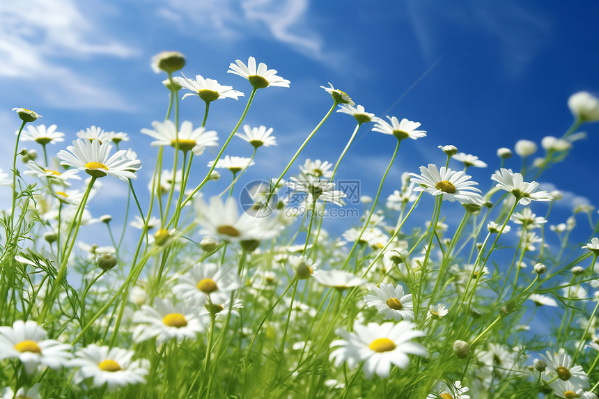 鲜艳的花朵高清图片下载-正版图片600245311-摄图网