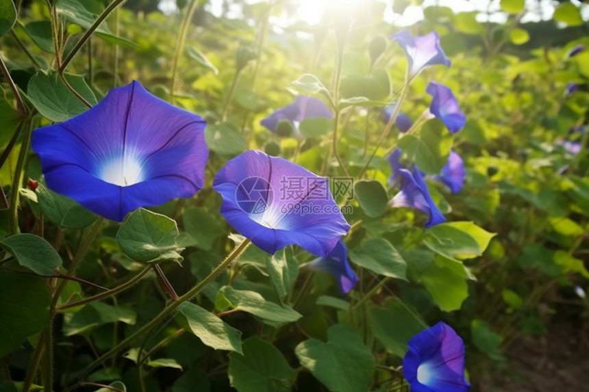 绽放的牵牛花高清图片下载-正版图片600255915-摄图网