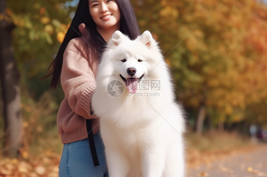 萨摩耶狗高清图片下载-正版图片600258976-摄图网