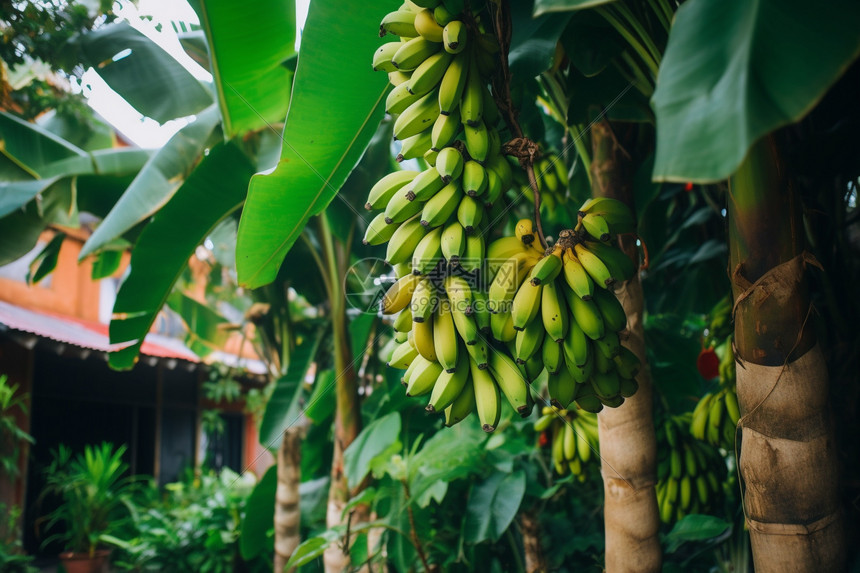 热带香蕉树高清图片下载-正版图片600270420-摄图网