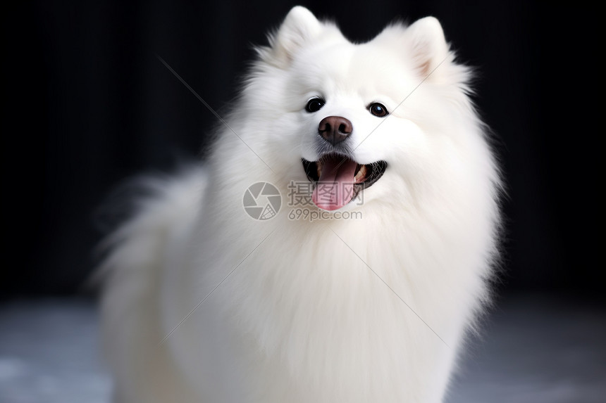 可爱的萨摩耶高清图片下载-正版图片600281847-摄图网