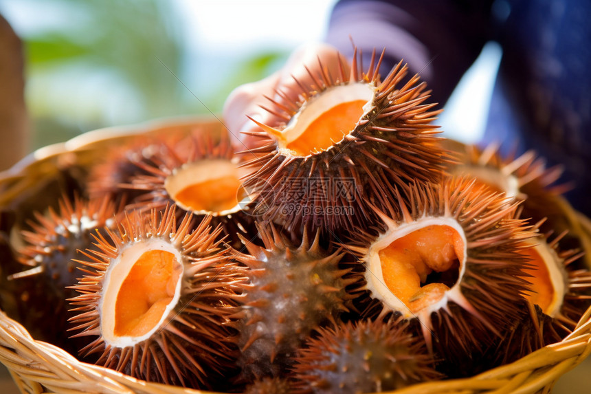 新鲜的海鲜海胆高清图片下载-正版图片600285075-摄图网