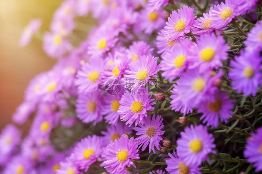 户外美丽的花朵高清图片下载-正版图片600299762-摄图网