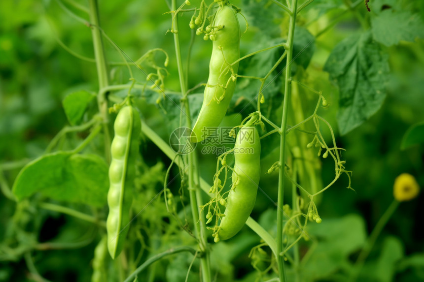 户外生长的豌豆高清图片下载-正版图片600299956-摄图网