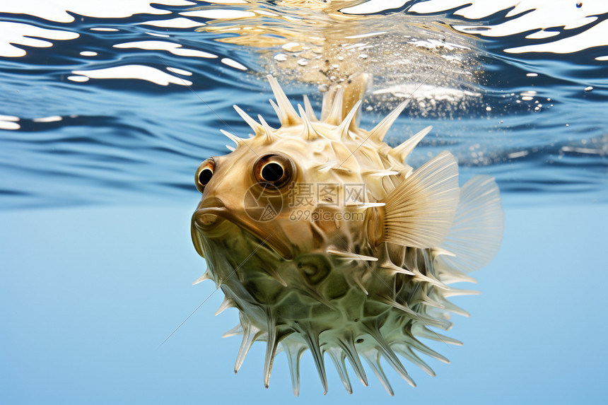 水下的河豚鱼高清图片下载-正版图片600300834-摄图网