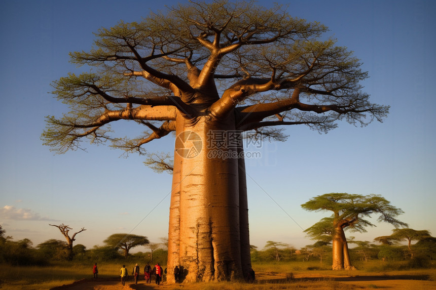 一颗猴面包树高清图片下载-正版图片600304523-摄图网