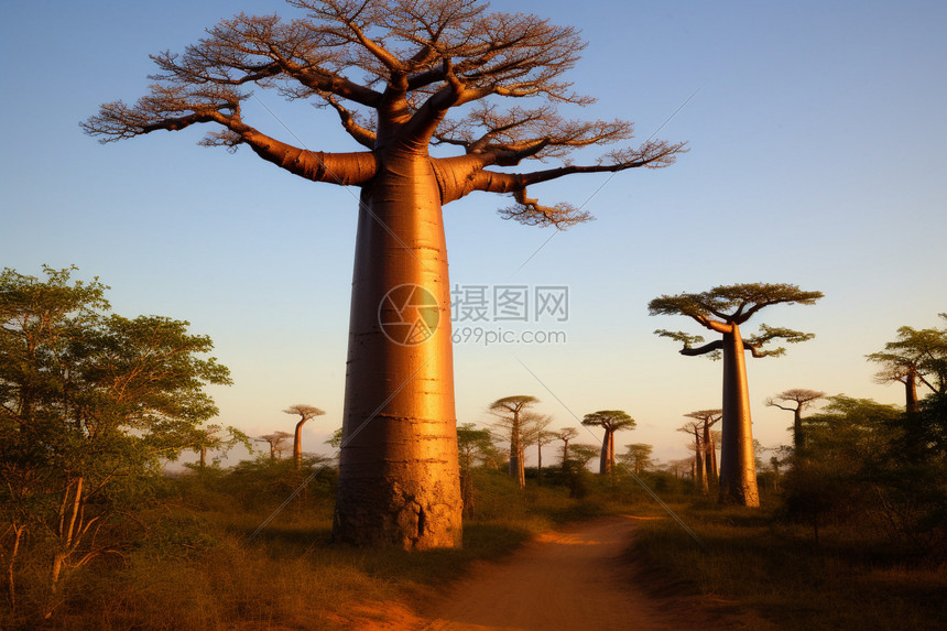 猴面包树高清图片下载-正版图片600304526-摄图网