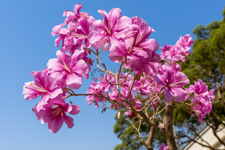 盛开的紫荆花高清图片下载-正版图片600309864-摄图网