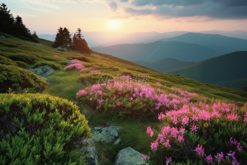 山坡上盛开的杜鹃花高清图片下载-正版图片600316004-摄图网