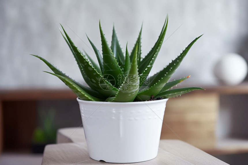 室内的植物芦荟高清图片下载-正版图片600327853-摄图网