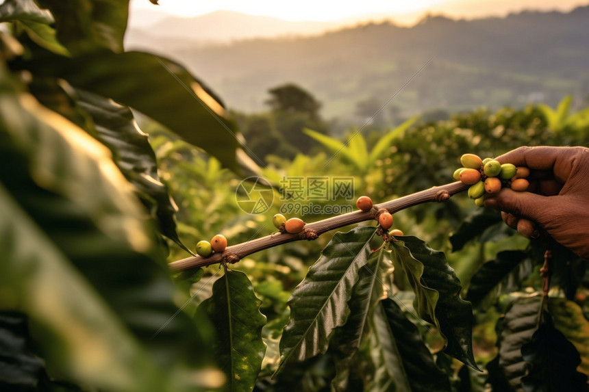 结咖啡果的咖啡树高清图片下载-正版图片600327893-摄图网