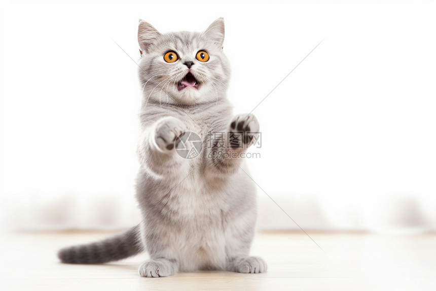 可爱俏皮的猫咪高清图片下载-正版图片600331322-摄图网