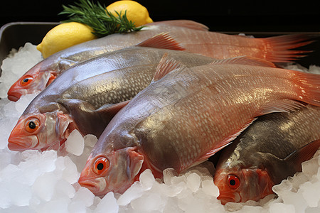 新鲜捕捞的比目鱼高清图片下载-正版图片600334006-摄图网