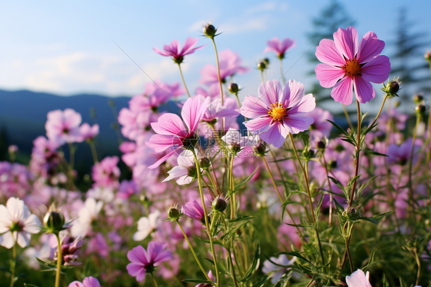 夏天绽放的花朵高清图片下载-正版图片600337995-摄图网