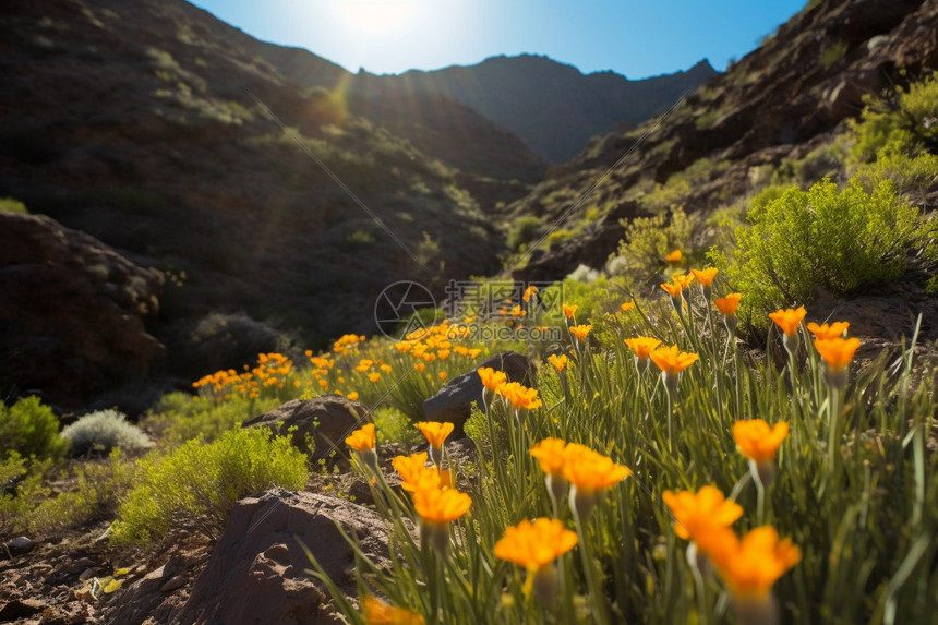 夏季早晨植物群高清图片下载-正版图片600339609-摄图网