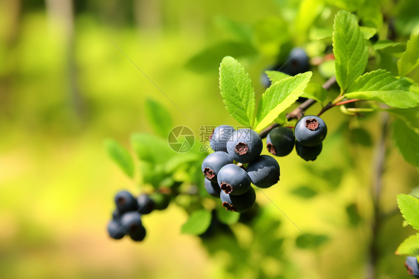 挂在树上的蓝莓高清图片下载-正版图片600339616-摄图网