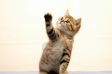 萌萌的小猫咪高清图片下载-正版图片600349799-摄图网