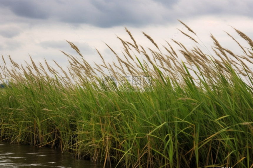 生态湿地芦苇荡高清图片下载-正版图片600359241-摄图网